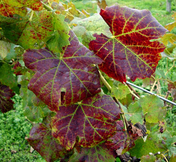Red blotch disease alters grape berry development and metabolism by...
